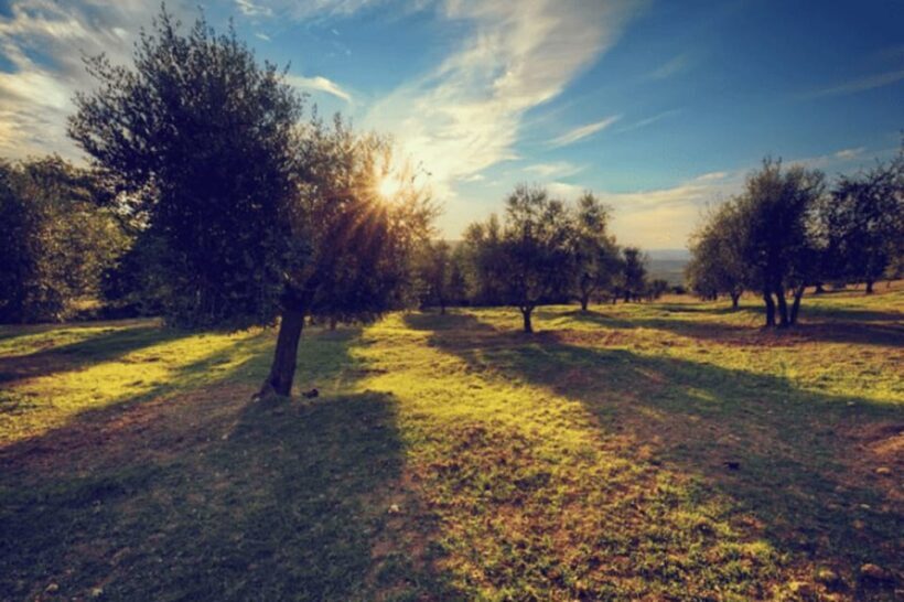 Olive Oil Factory from Sevilla Private Tour - Introduction