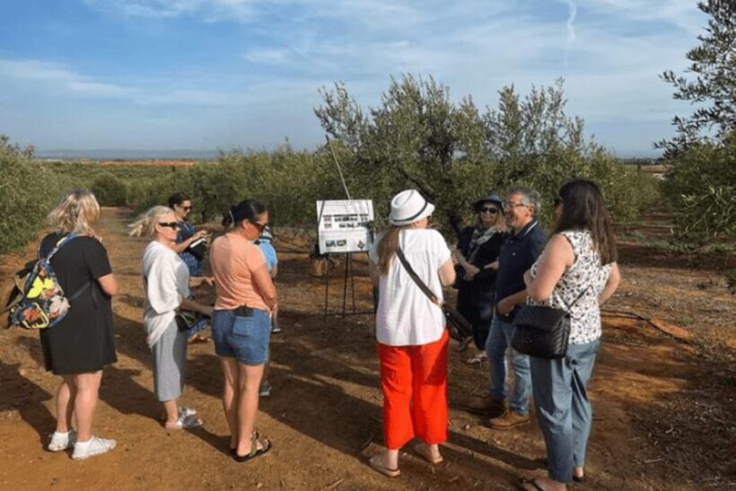 Olive Oil Factory from Sevilla Private Tour - The Setting