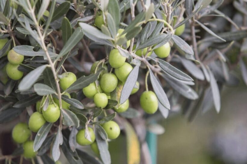 Olive Oil Factory from Sevilla Private Tour - Authentic and Informative Experience
