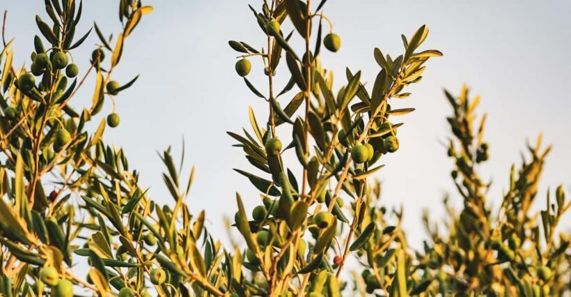 Olive Oil Factory + Wineries + Full Asado Lunch (Full Day) - The Value of This Experience