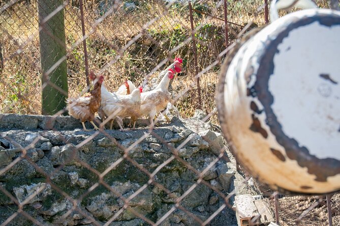 Olive oil farm to fork experience & short walking tour of Kotor - The Sum Up