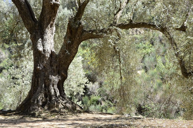 Olive Oil Farm Tour With Tasting From Seville - Olive Oil Production Insights