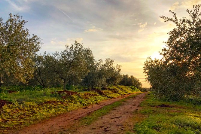 Olive Oil Farm Tour With Tasting From Seville - Tasting the Diverse Flavors of Olive Oil