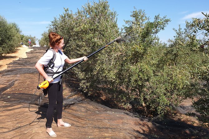 Olive Oil Farm Tour With Tasting From Seville - Customer Reviews and Feedback