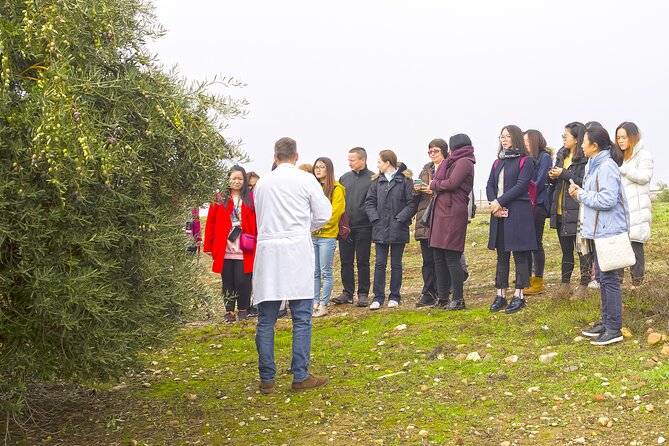 Olive Oil Mill Visit with Extra-Virgin Olive Oil Tasting in Jaén - Practical Tips for Visitors