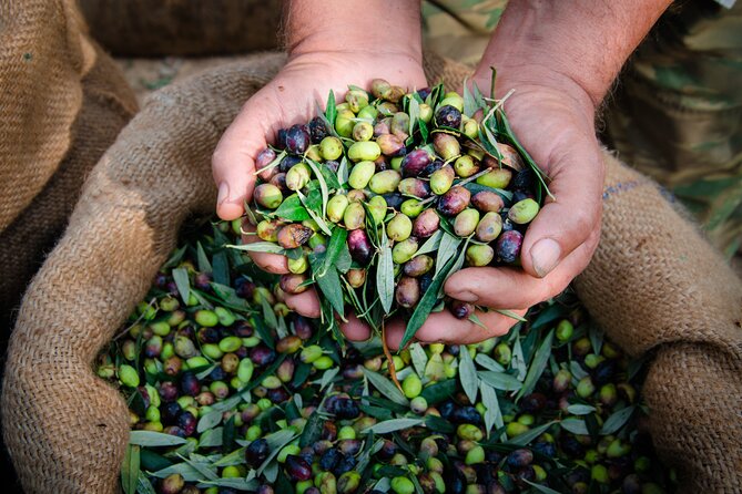 Olive Oil Private Tour in Portugal - Olive Oil Tasting: A Sensory Journey