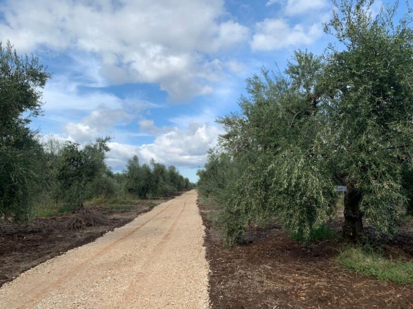 Olive oil tasting and olive grove walking tour - An In-Depth Look at the Olive Oil and Olive Grove Walking Tour