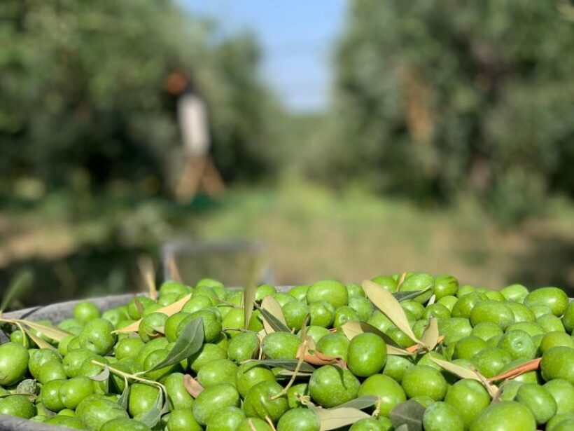 Olive oil tasting and olive grove walking tour - Who Should Book This Tour?
