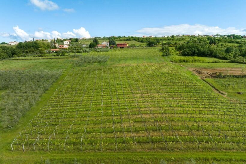 Olive Oil Tasting Experience a Journey of Flavors and Aromas - Key Points
