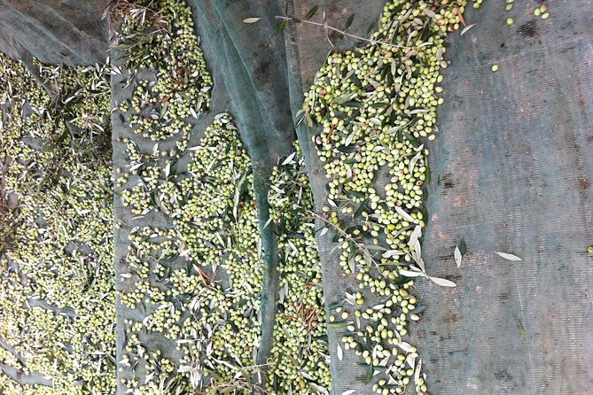 Olive Oil Tasting Tour - Inclusions