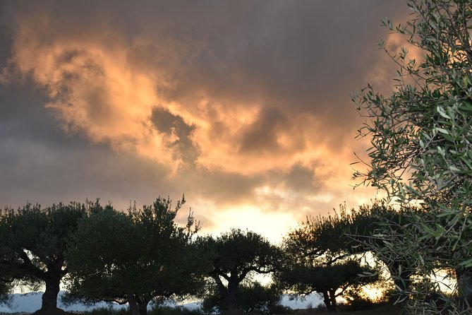 Olive Oil Tasting Tour - Olive Oil Tasting Experience