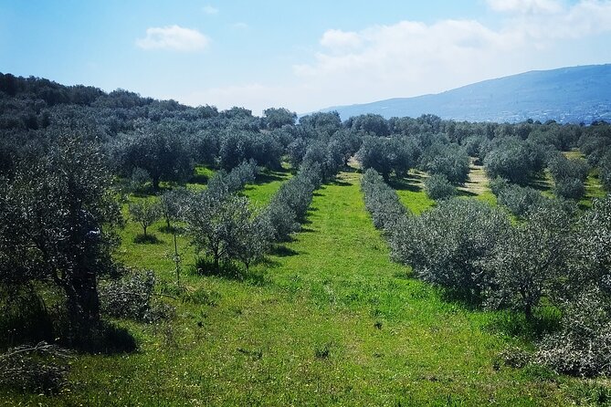 Olive oil tasting with seminar in Metagitsi - Halkidiki - Frequently Asked Questions