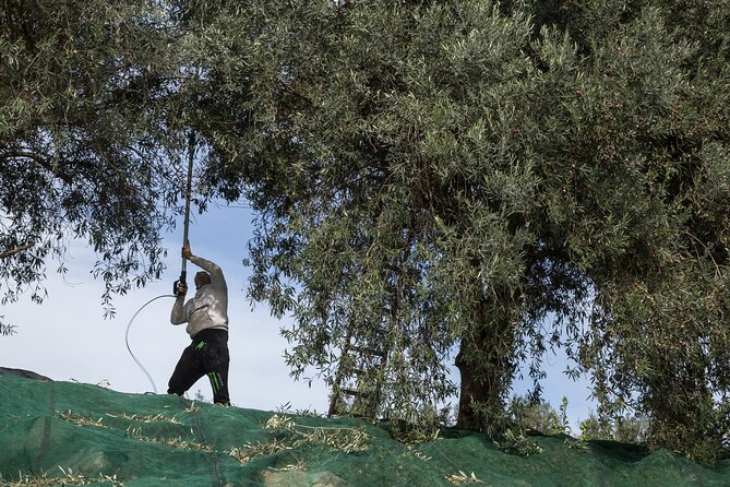 Olive Oil Tour Visit to the Oil Mill and Olive Oil Tasting - Additional Information