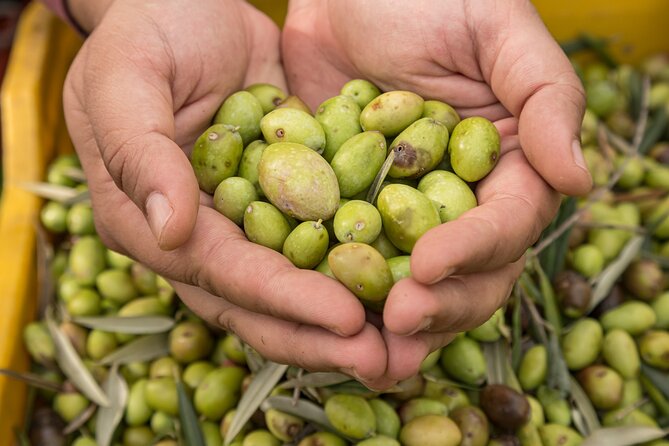 Olive Oil Tour Visit to the Oil Mill and Olive Oil Tasting - Virtual Reality Experience of the Land and Processing