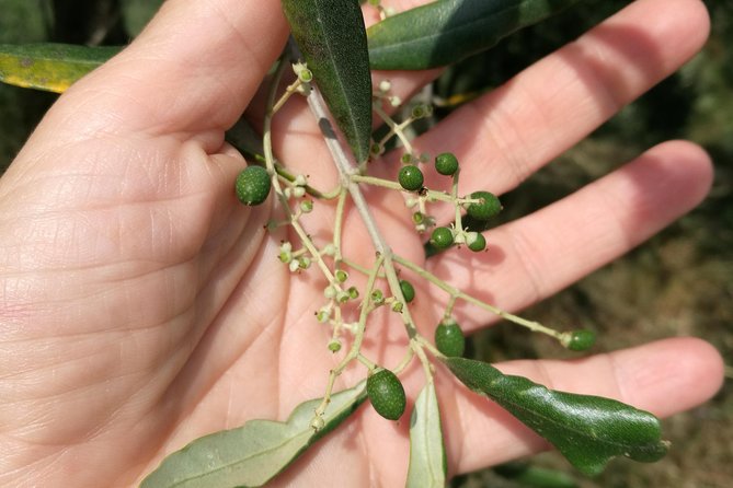 Olive Oil Tour With Tuscan Dinner - Meeting Point and Transportation