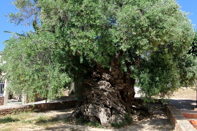 Olive Oil - Wine - Beer Private Tour (price per group of 6) - Key Points