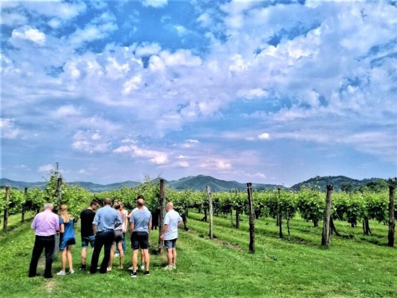 Olive Oil & Wine in the Euganean Hills From Terme - An In-Depth Look at the Tour Experience