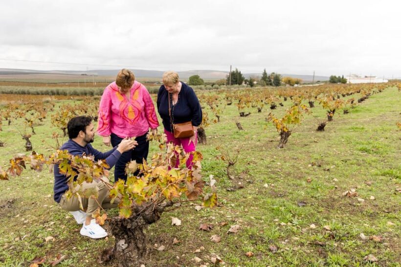 OLIVE OIL & WINE TOUR Organic fields - 5 Wines + 3Olive Oils - Why This Tour Is Worth Your Time