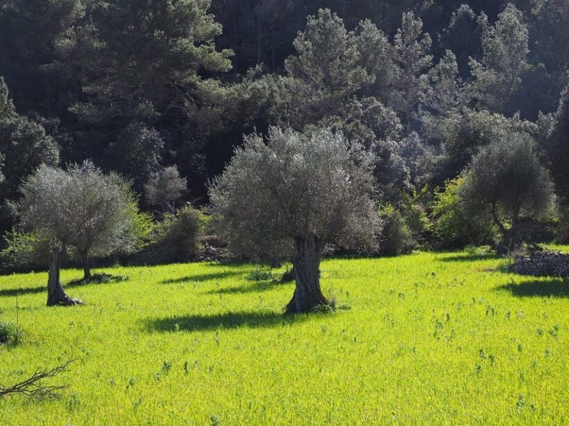 Olive Oil & Wine Trip Tasting With Pickup (7 Hours) - FAQs