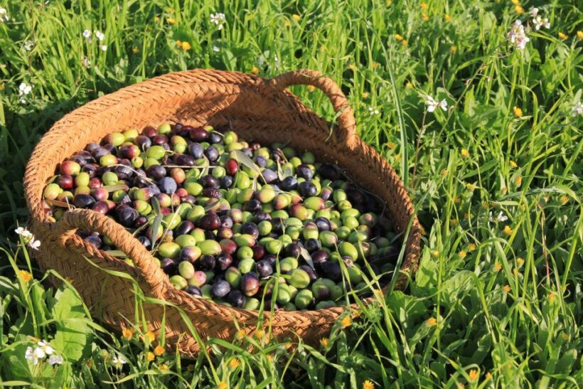 Olive plant and mill visit and tasting - What Is the Olive Plant and Mill Tour All About?