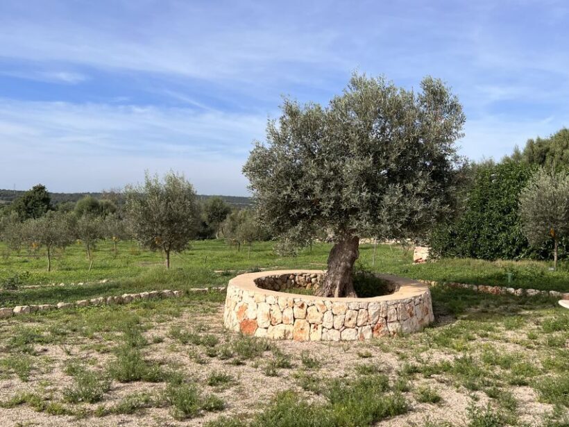 Olive plant and mill visit and tasting - Who Will Love This Experience?