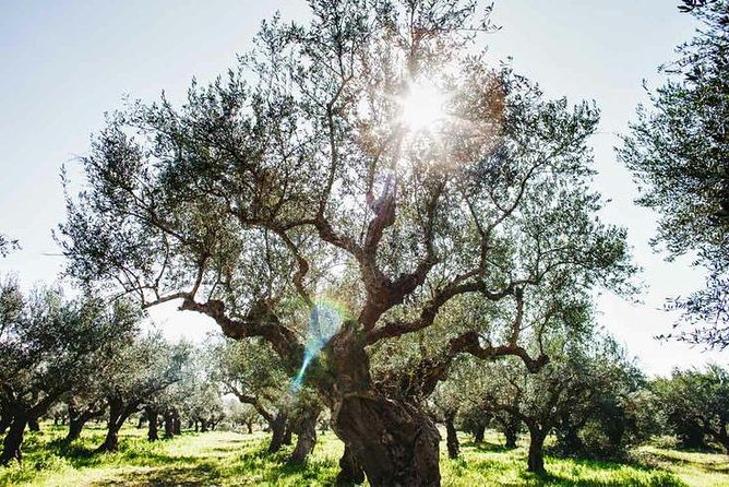 Olive Tour & Tasting - Guided Olive Oil Tasting Experience