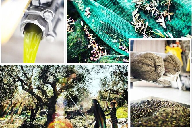 Olive Tour & Tasting - Discovering the Flavors of Peloponnese Olive Oil