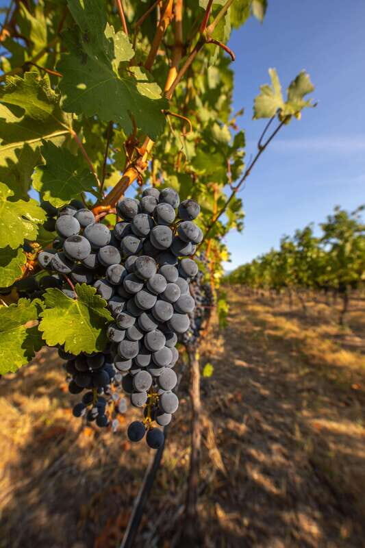 Oliver: Oliver Full Day Guided Wine Tour - Exploring the Oliver Wine Tour: What You Can Expect