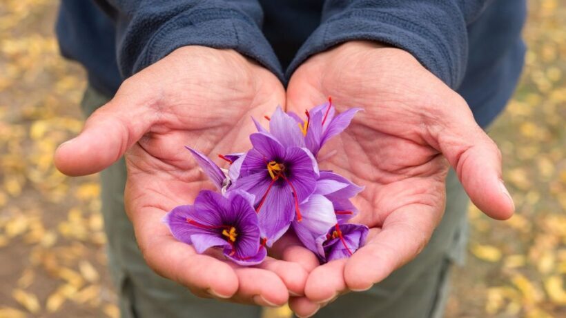 Olmedo: saffron workshop with shepherd and tasting - Detailed Review of the Olmedo Saffron Workshop