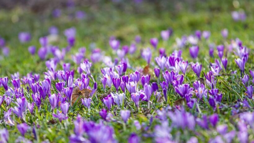 Olmedo: saffron workshop with shepherd and tasting - The Sum Up: Who This Tour Is Best For