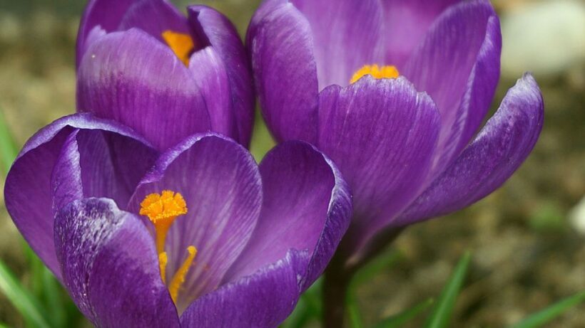 Olmedo: saffron workshop with shepherd and tasting - FAQ