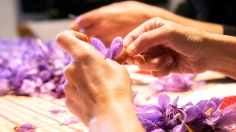 Olmedo: visit to the saffron workshop with tasting - Authenticity and Value in Focus
