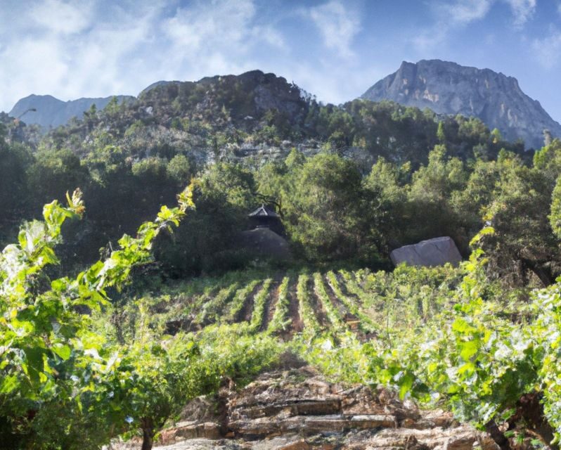 Olympia Treasures: Private Oil, Honey and Wine Tasting Tour - The Sum Up