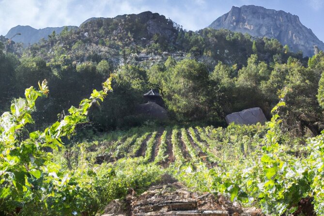 Olympia's Ancient Secrets & Wine Enchantment Tour - All Included - Frequently Asked Questions (FAQs)