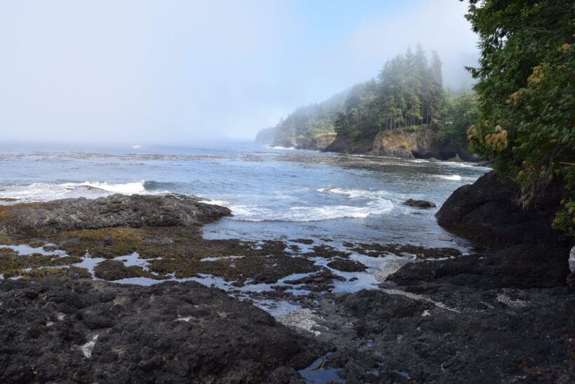 Olympic National Park: Half-Day Tour - The Cost and Value