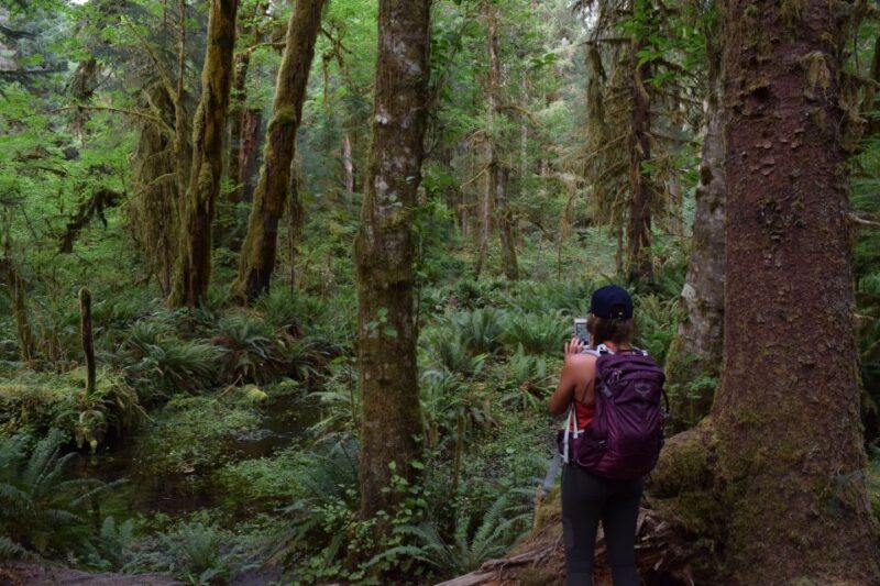 Olympic National Park: Hoh Rain Forest and Rialto Beach Tour - Introduction