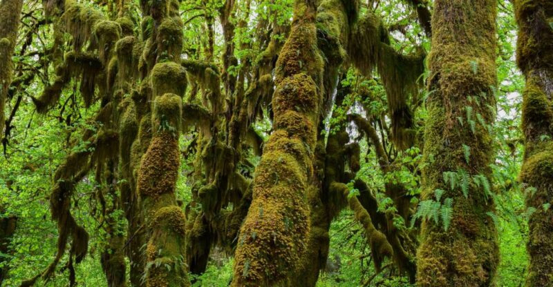 Olympic National Park: Hoh Rain Forest and Rialto Beach Tour - Authentic Experiences and Honest Perspectives