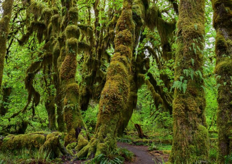 Olympic National Park: Hoh Rain Forest and Rialto Beach Tour - FAQ