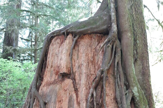 Olympic Peninsula and Forest Tour - Who Will Love This Tour?