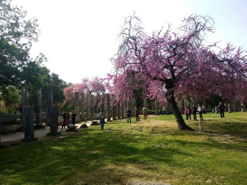Olympic site all-inclusive private tour with a local expert - The Experience: A Deep Dive into Olympia’s Ruins
