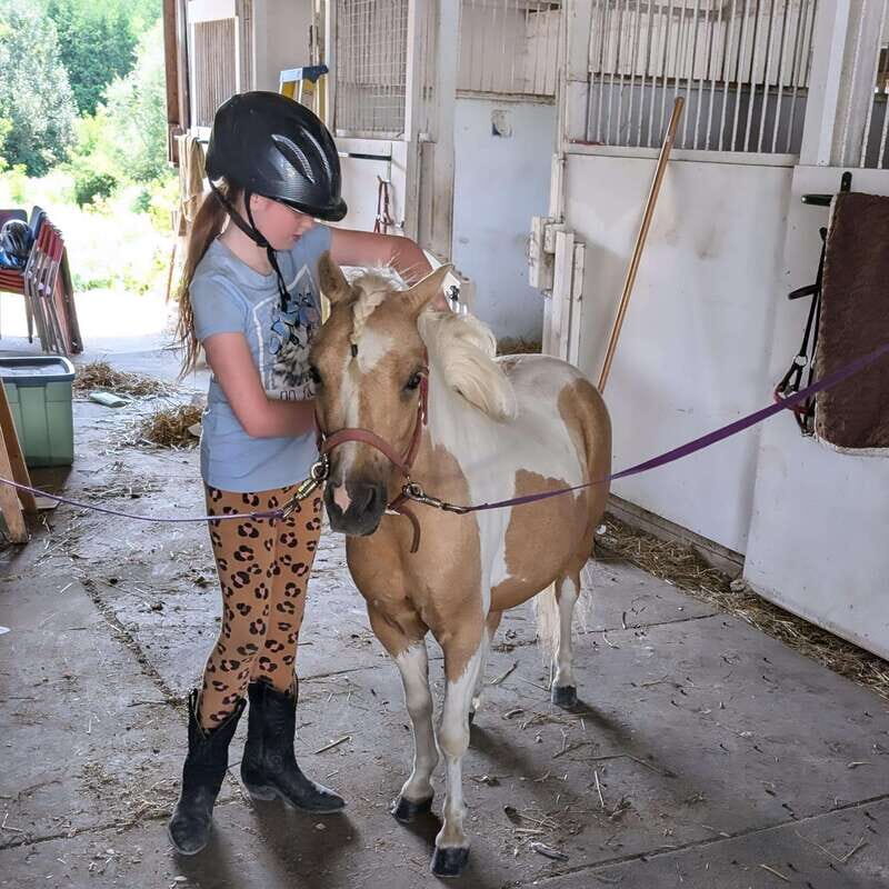 Omemee: A Playdate With a Pony - An Authentic Farm Experience Close to Nature and Heart