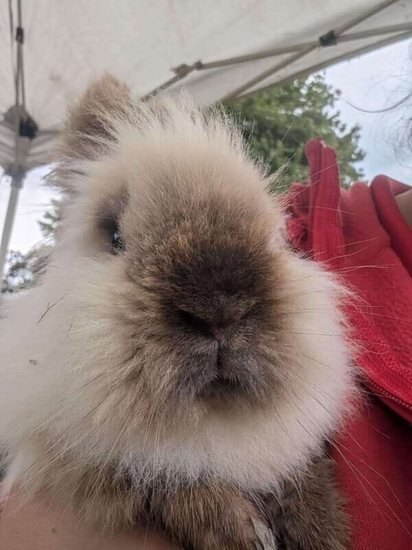 Omemee: A Playdate With a Pony - The Practicalities: What Travelers Need to Know