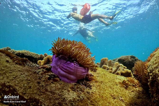 OnBird - PRIVATE ADVENTURE SNORKELING - explore Half-moon reef & Coral Mountain - Who Should Consider This Tour?