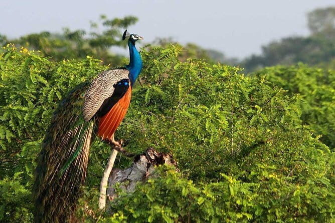 Once-in-a-lifetime Experience in Sri Lanka - 8 Days - Key Points