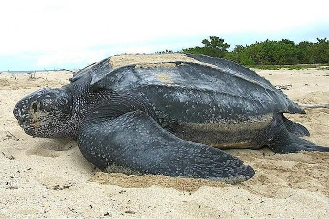 Once-in-a-lifetime Experience in Sri Lanka - 8 Days - Frequently Asked Questions