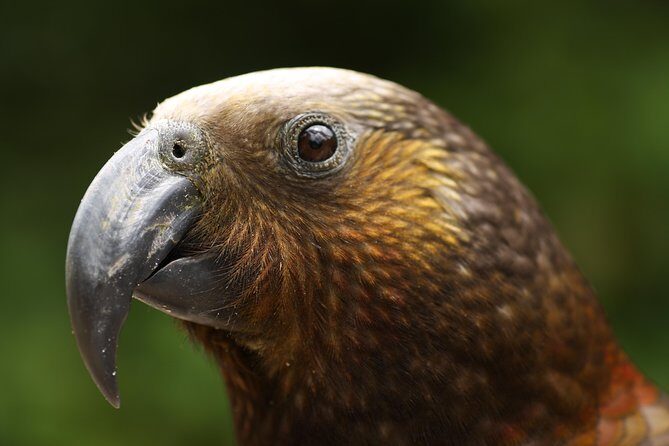 One Day Birding Adventure - Key Points