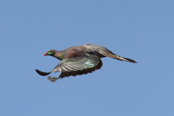 One Day Birding Adventure - An In-Depth Look at the Tour Itinerary and Experience