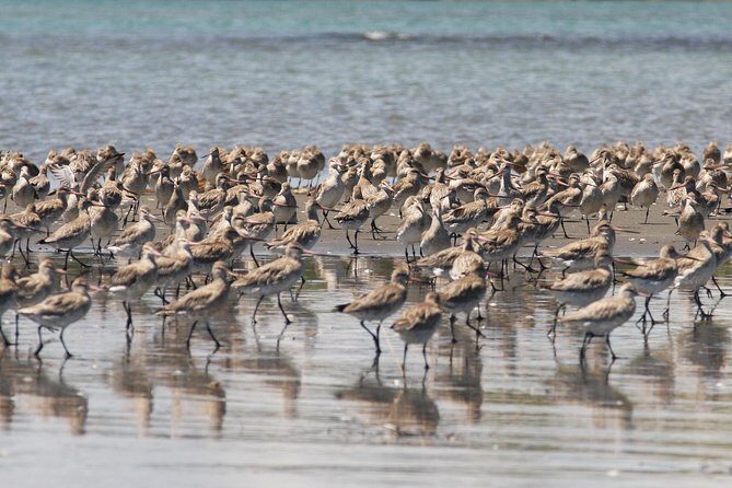 One Day Birding Adventure - Final Thoughts