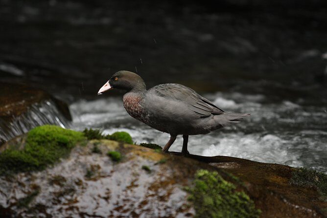 One Day Birding Adventure - FAQ