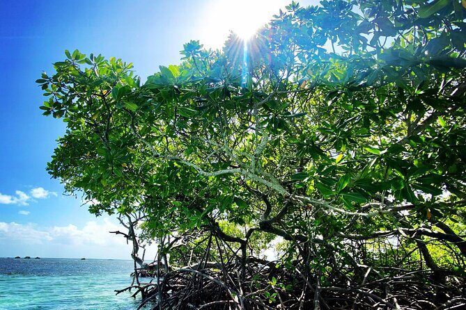 One-day boat trip to the lagoon of Guadeloupe - The Itinerary in Detail